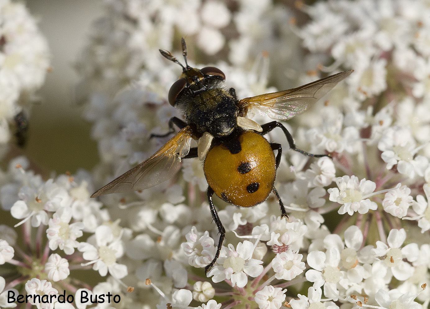 RÍA DE LA VILLA: Una pequeña mosca