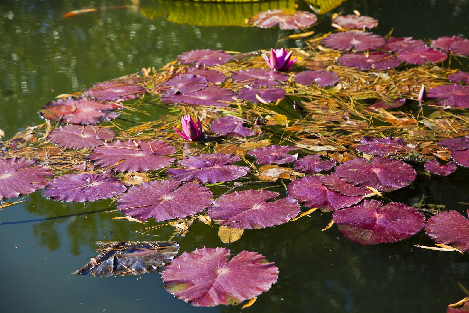 Walking Arizona Lily Pads With A Difference walking-arizona-lily-pads-with-a-difference