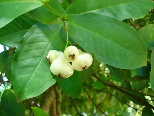 PINHEIRO EM PAUTA: VOCÊ CONHECE A COR DE JAMBO?