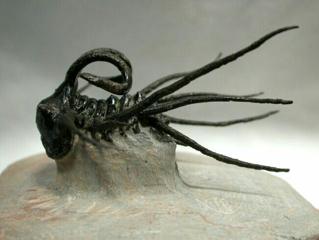 Multiverse Tales: Creepy Fossils