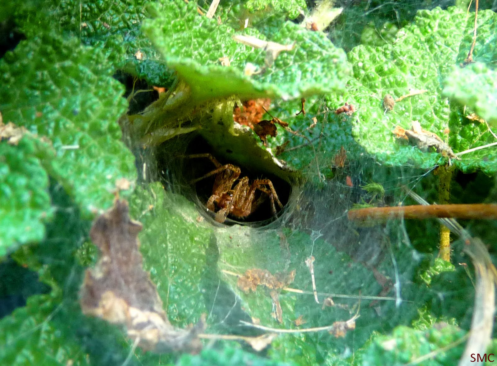 Spiders and me: Spiders in Seattle: a walk through the Washington Park ...