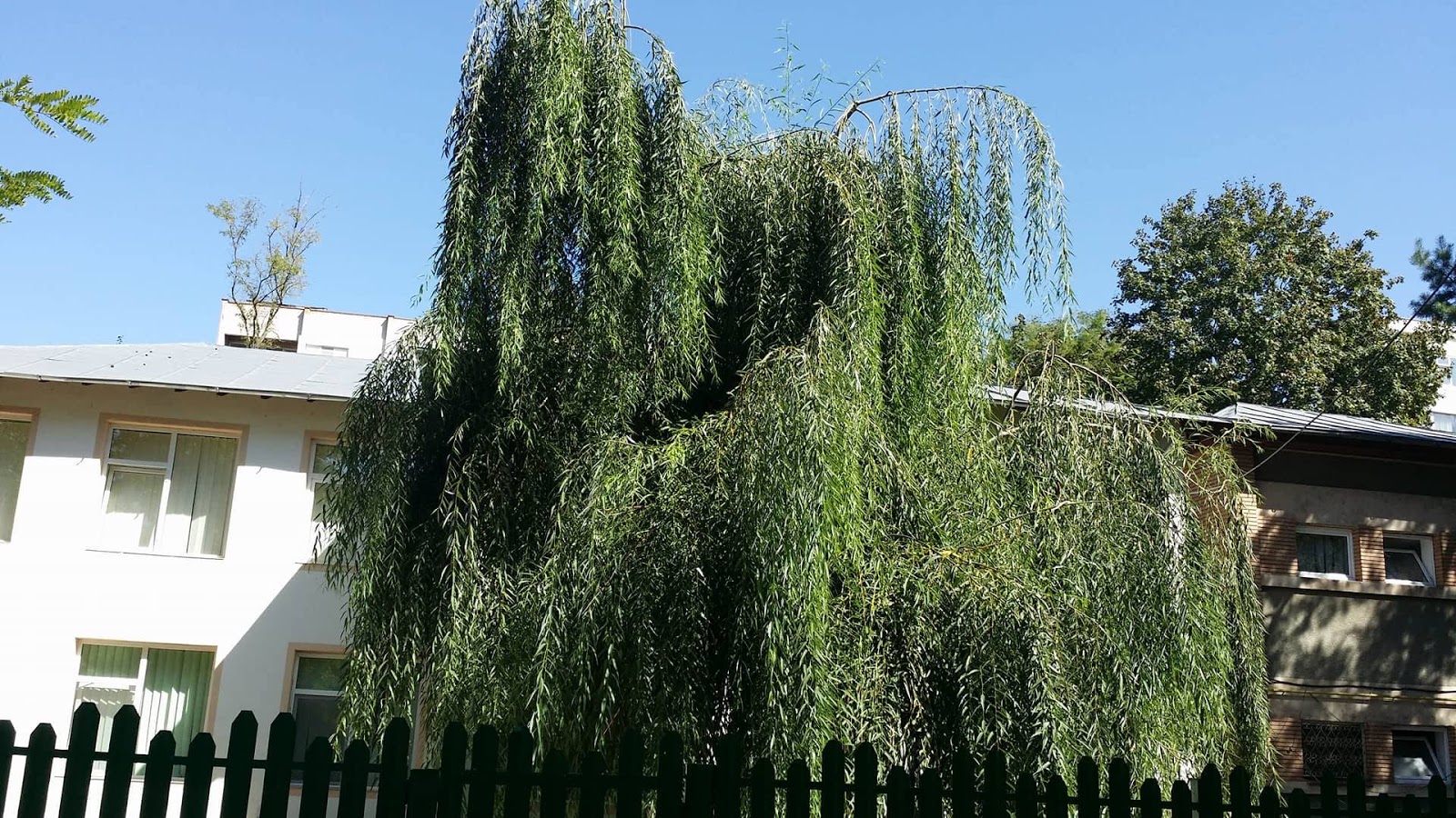 Aurelia Cobzaru: 2017