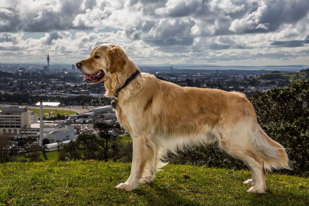 Mobility Dogs Of New Zealand The Shepherd s Realm mobility-dogs-of-new-zealand-the-shepherd-s-realm