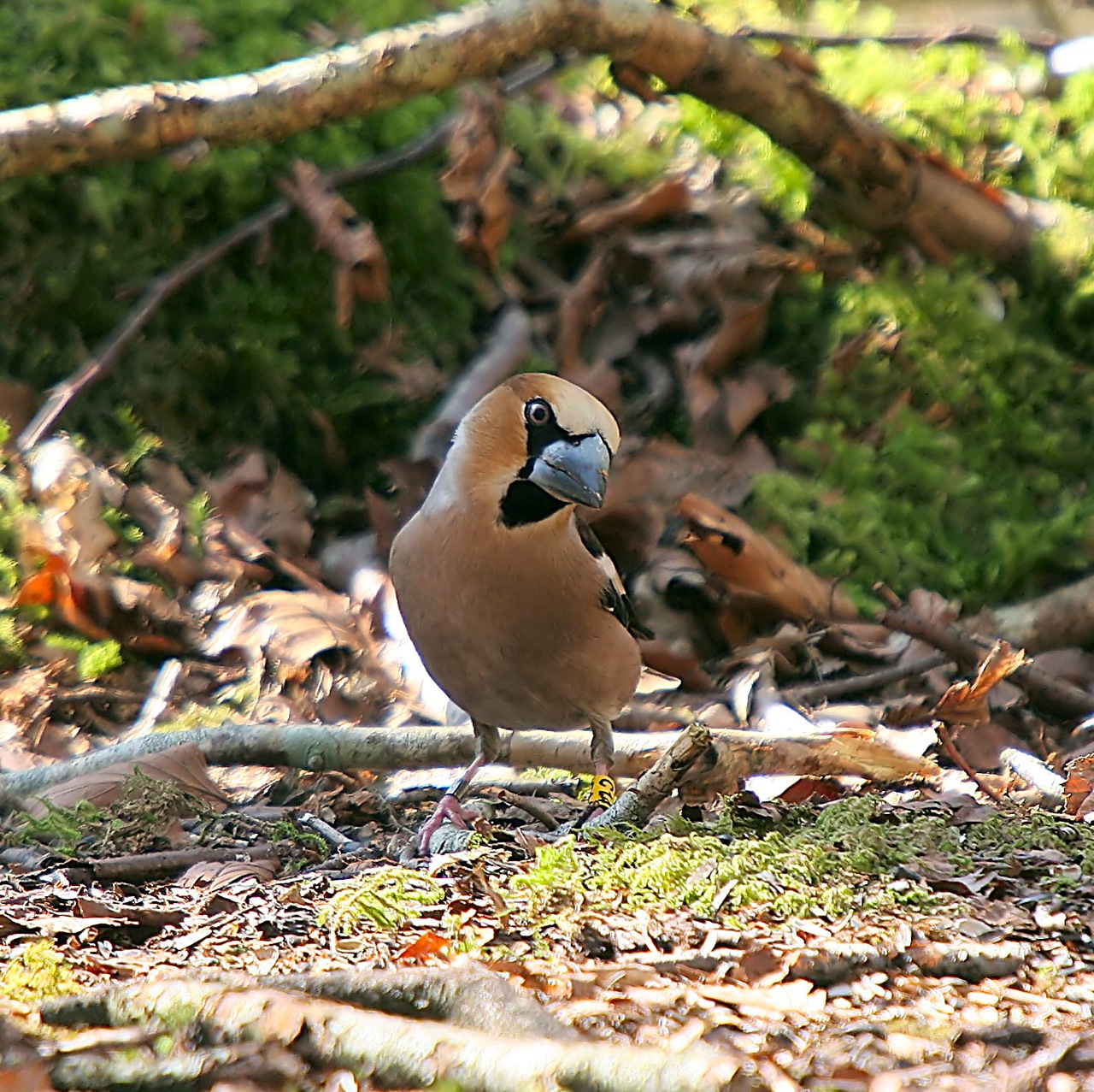 Ruffled Feathers: Colour-ringed Hawfinch and 1st pullus of the year!