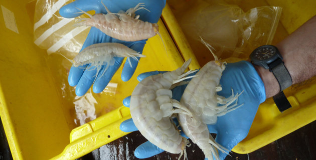 Supergiant Amphipod - Funtuna