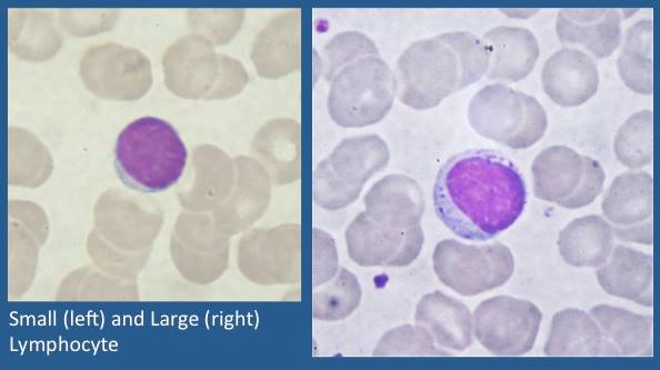 VETERINARY HEMATOLOGY DEXTERVET: lymphocyte