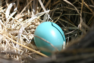 The Designer's Muse: Spring Color Inspiration: Robins Egg Blue