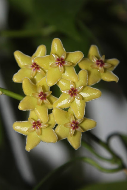 Hoyapassion: Hoya diptera Fiji i obiecanki Hoi kipandiensis