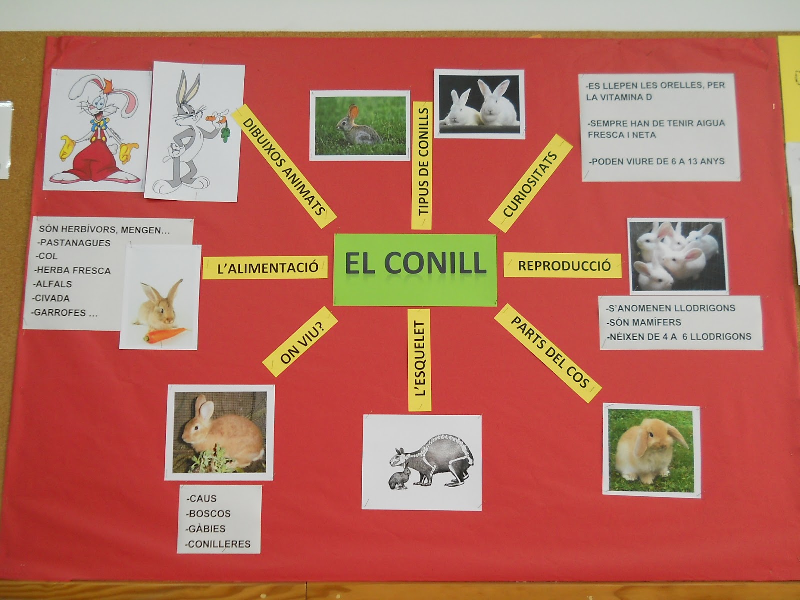 Projecte: EL CONILL: MAPA CONCEPTUAL-RESUM