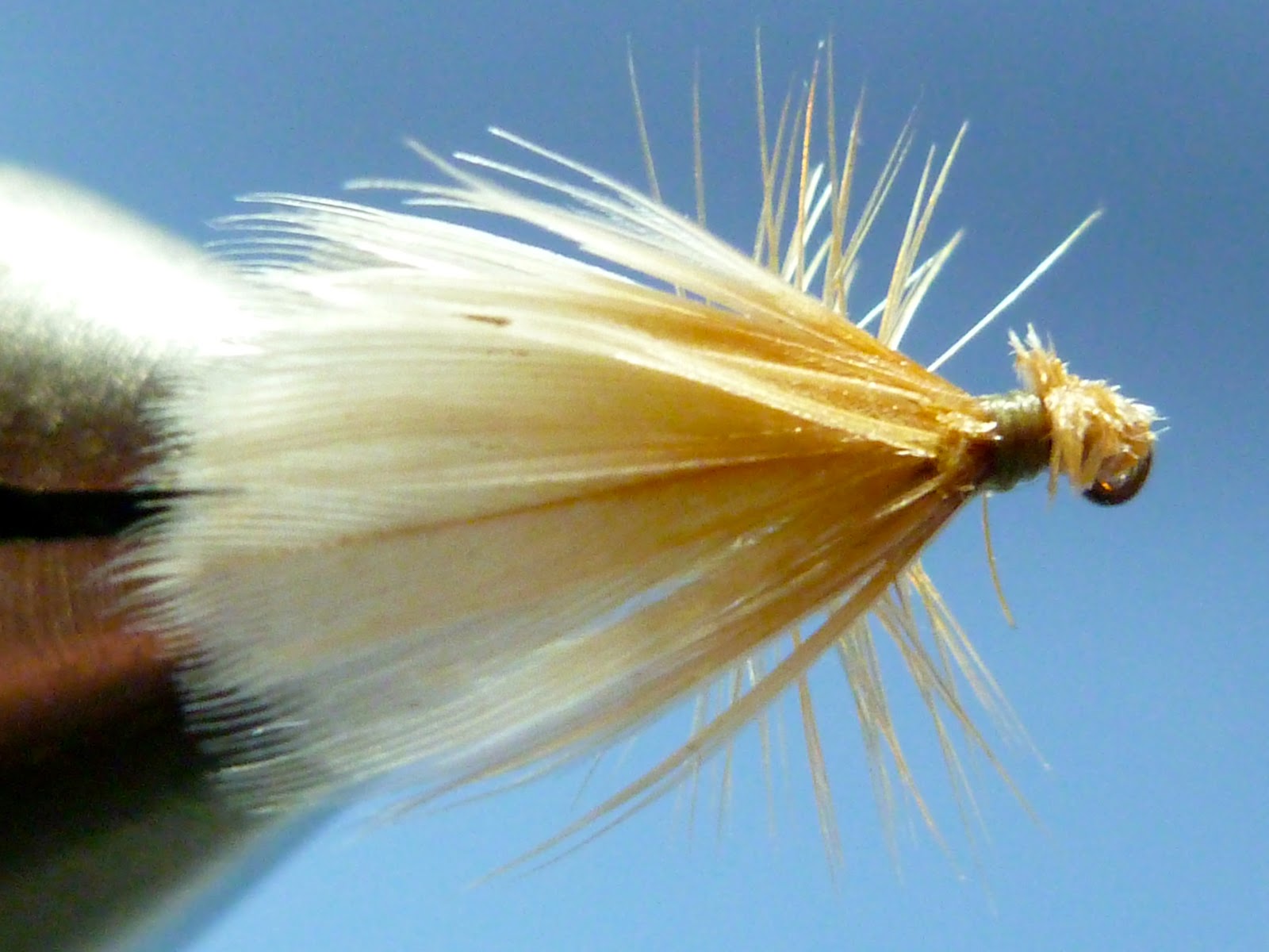 Korn's Spent-wing Apple Caddis