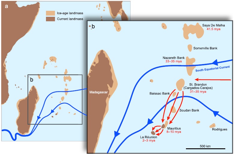 Sciency Thoughts: Stick Insects of the Mascarene Islands.
