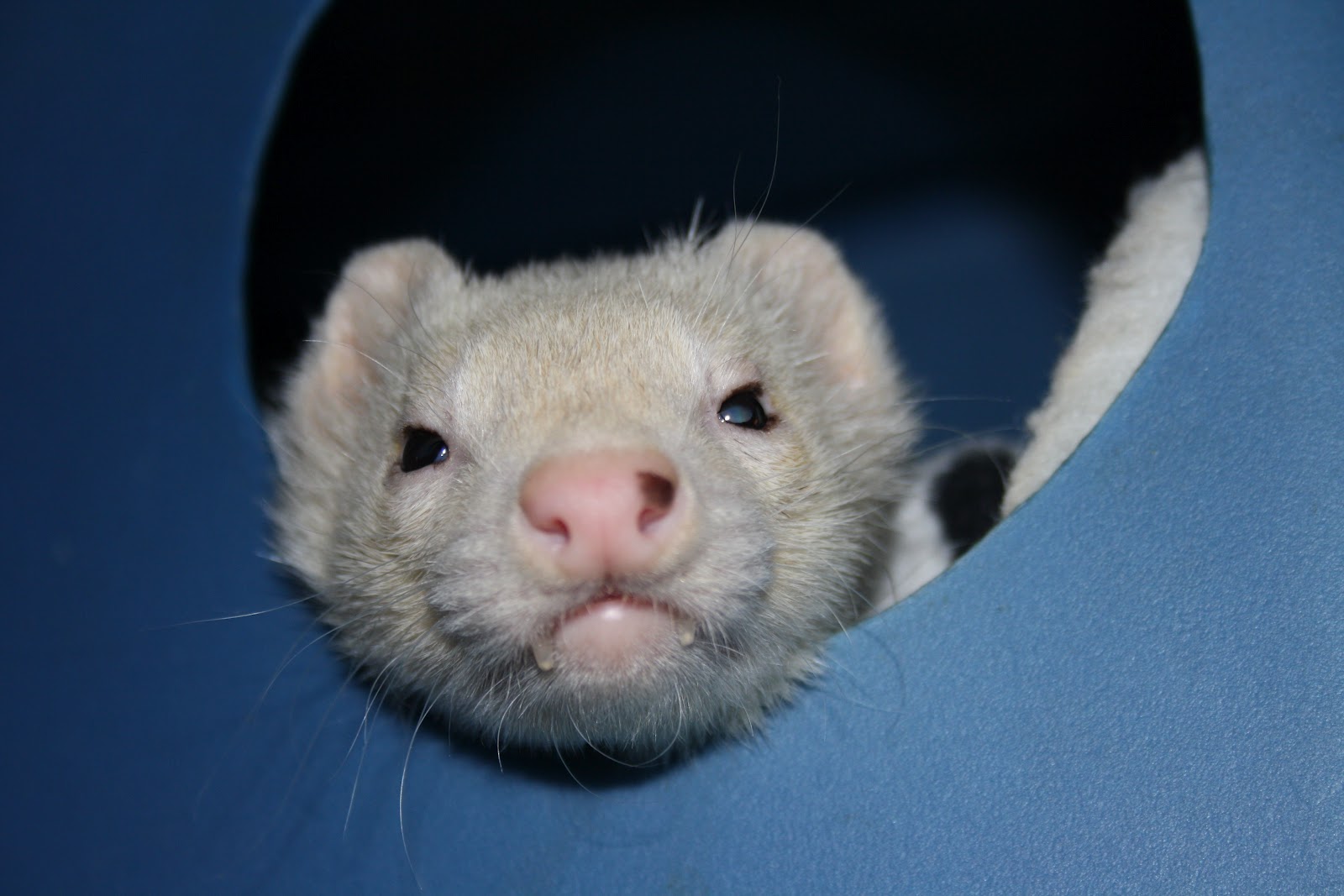 Ferrets in the North: Helping Others