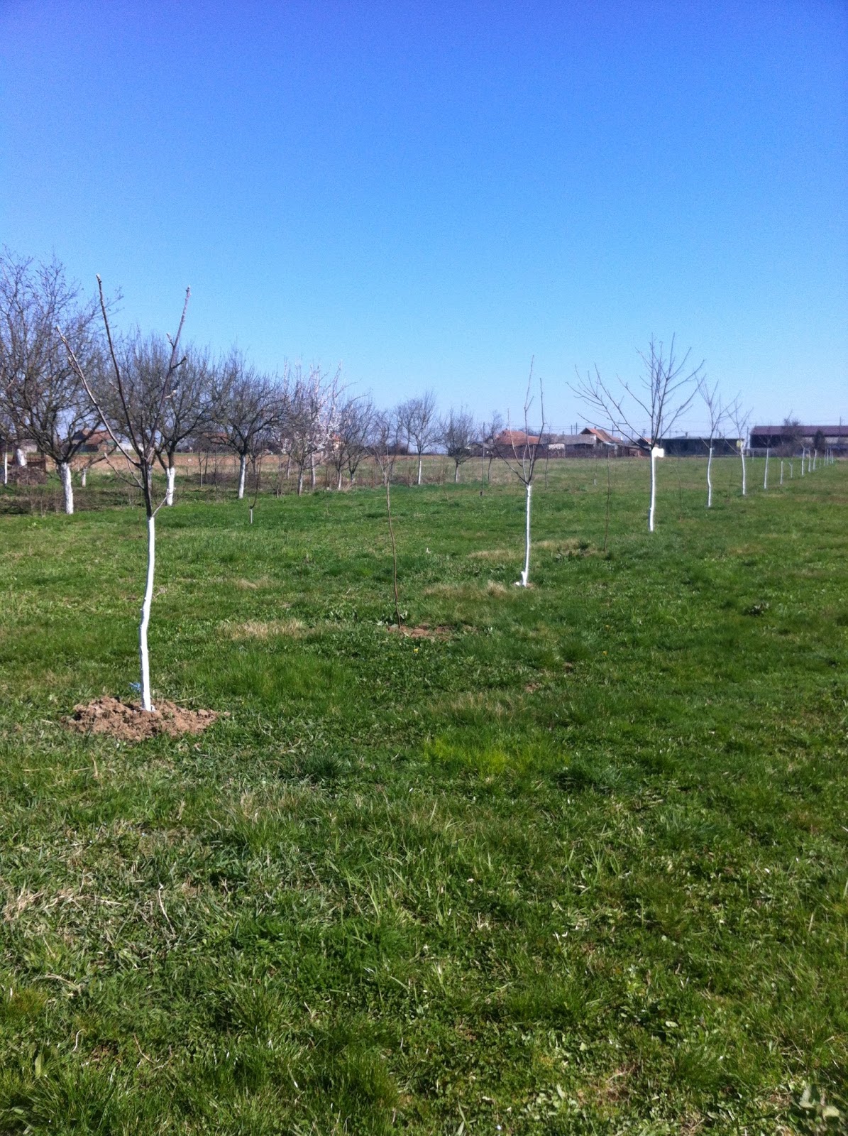 LIVADA DE NUCI POPOVICIU: 2017