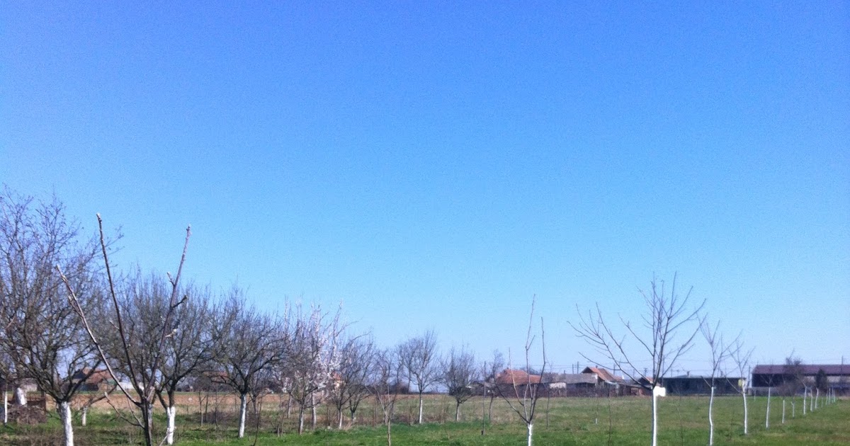 LIVADA DE NUCI POPOVICIU: Livada de nuci altoiti Milotai - anul 8