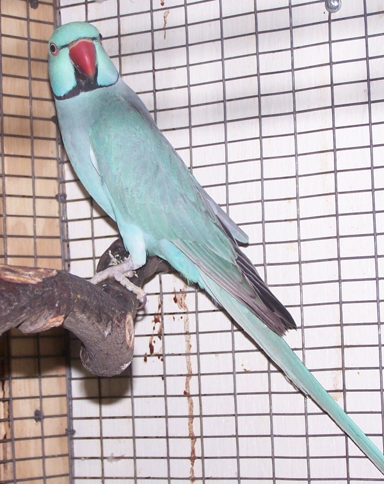 All Wallpapers: Blue Indian Parrots