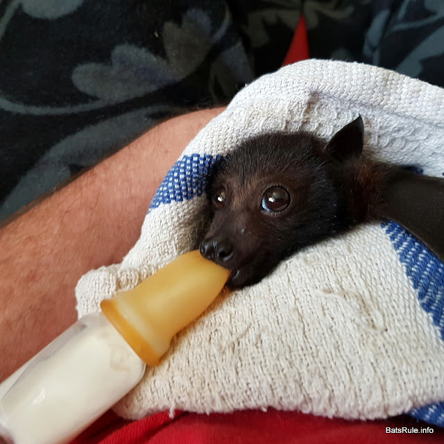 Rehab | Megabat black male baby Flying-fox Fruit bat