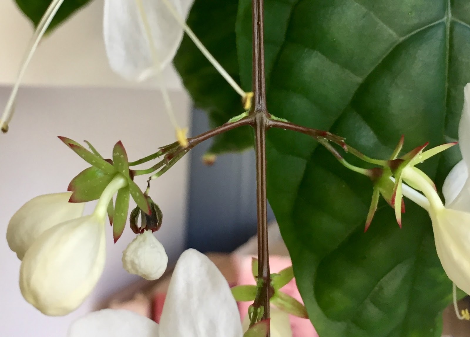 Red House Garden: Winter-blooming Chains of Glory a.k.a. the Lightbulb ...