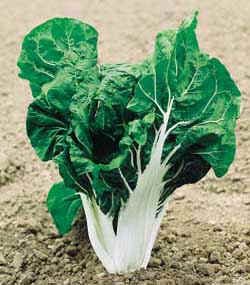 ACELGAS ~ EL GRAN CHAMAN