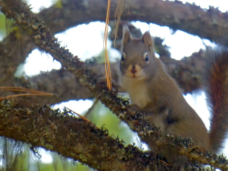 Rural Revolution: Cheeky chickaree