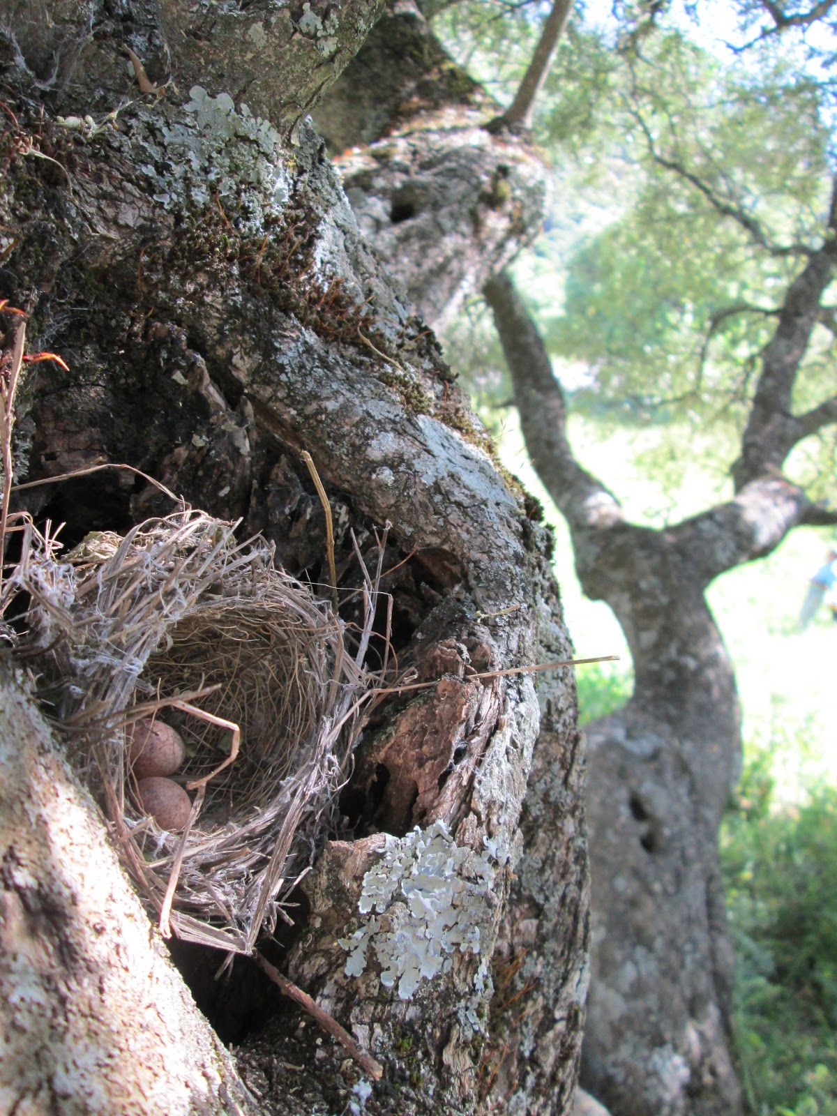 CIENCIA-FATOU: El nido.