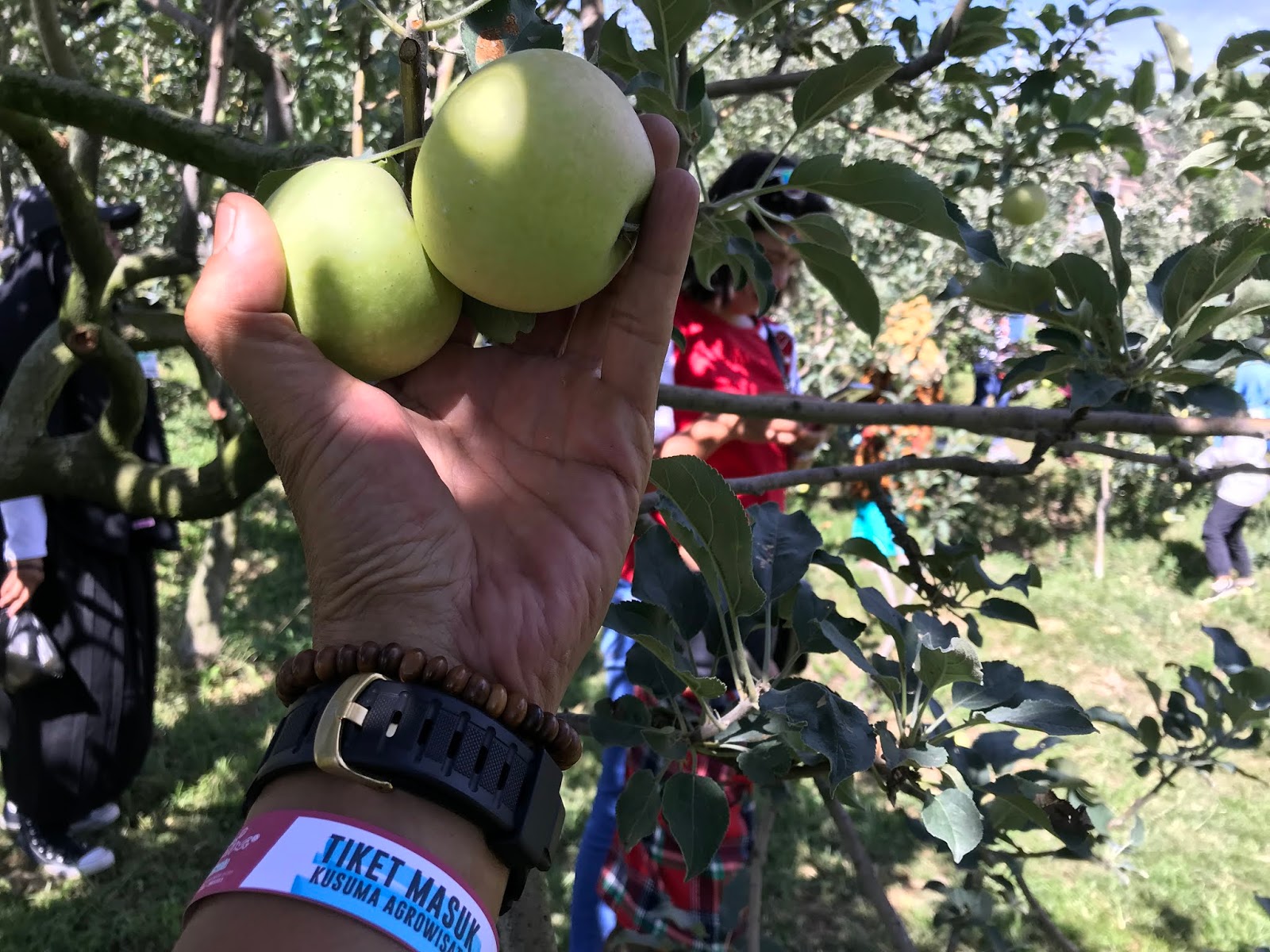 Kusuma Agrowisata Petik Apel Batu Malang