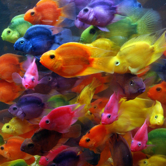 Parrotfish - MY PETS