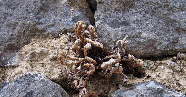 Sangrando en verde: El milagro de la Estivación: de la muerte a la vida ...