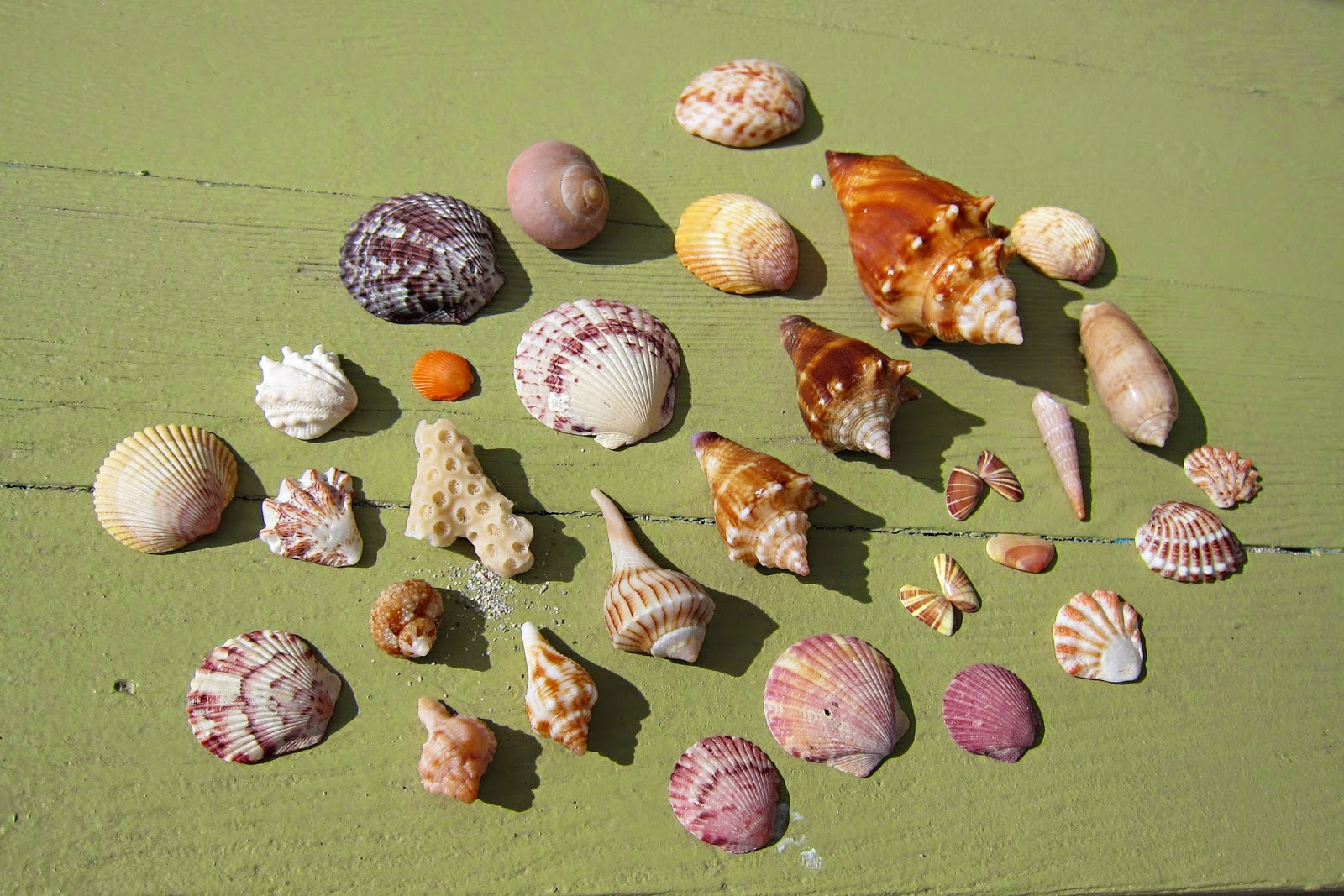 J-TWO-O: Birding, Beaching & Shelling on Sanibel Island
