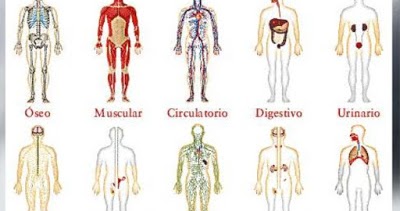 ANATOMIA HUMANA GENERAL: ANATOMIA HUMANA GENERAL