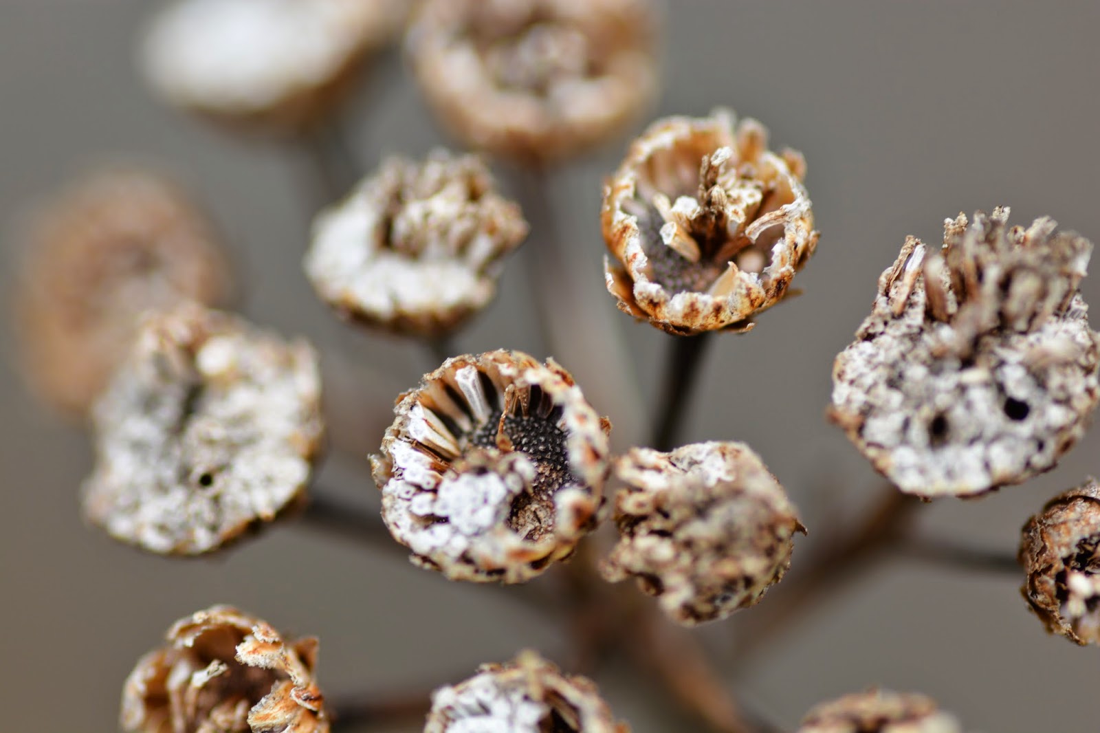 Alexandra Bruce - LifeUnseen