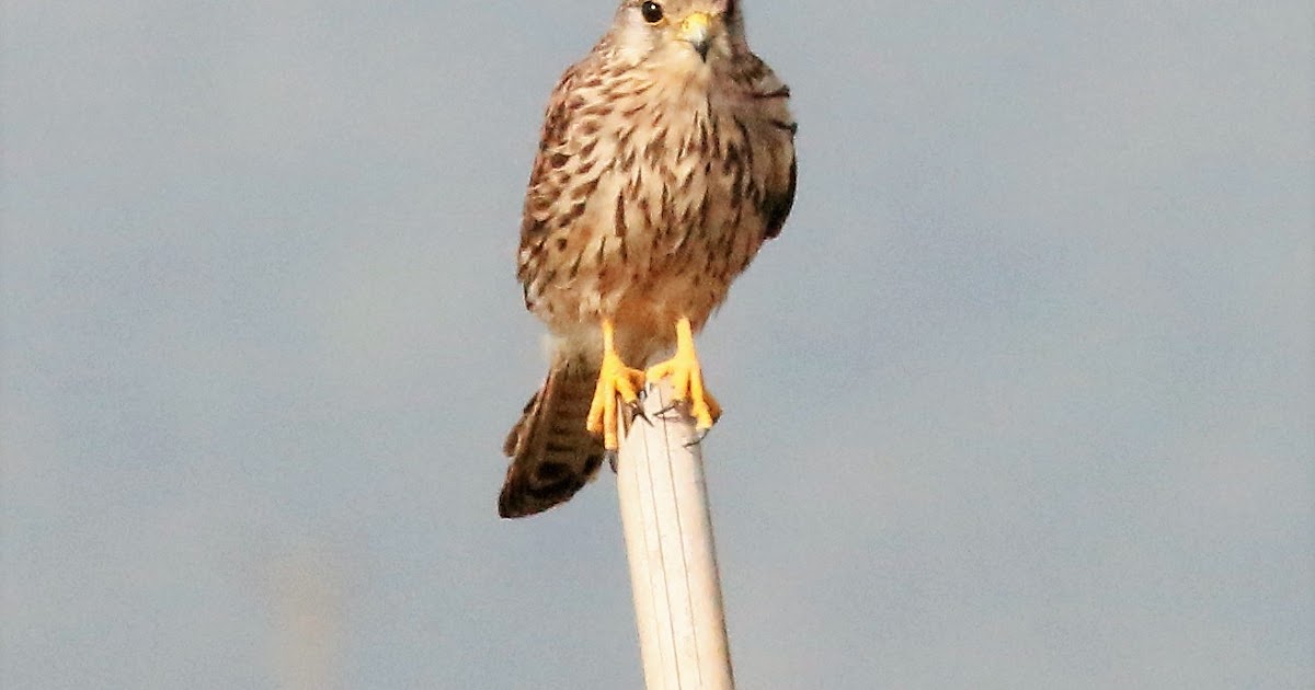 Ron-Nature-Adventures: The Hunting Behavior of Common Kestrel, Marsh ...