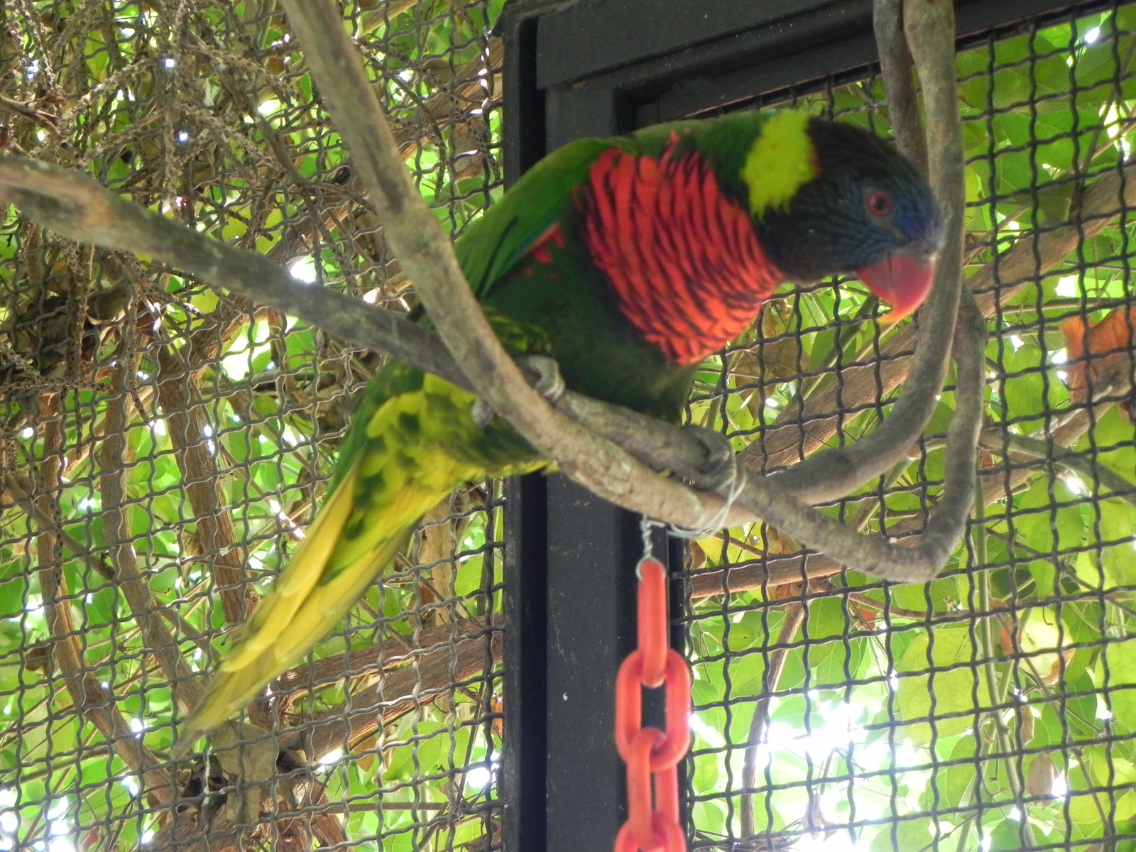 Viveiro Harmonia: LÓRIS ARCO-ÍRIS