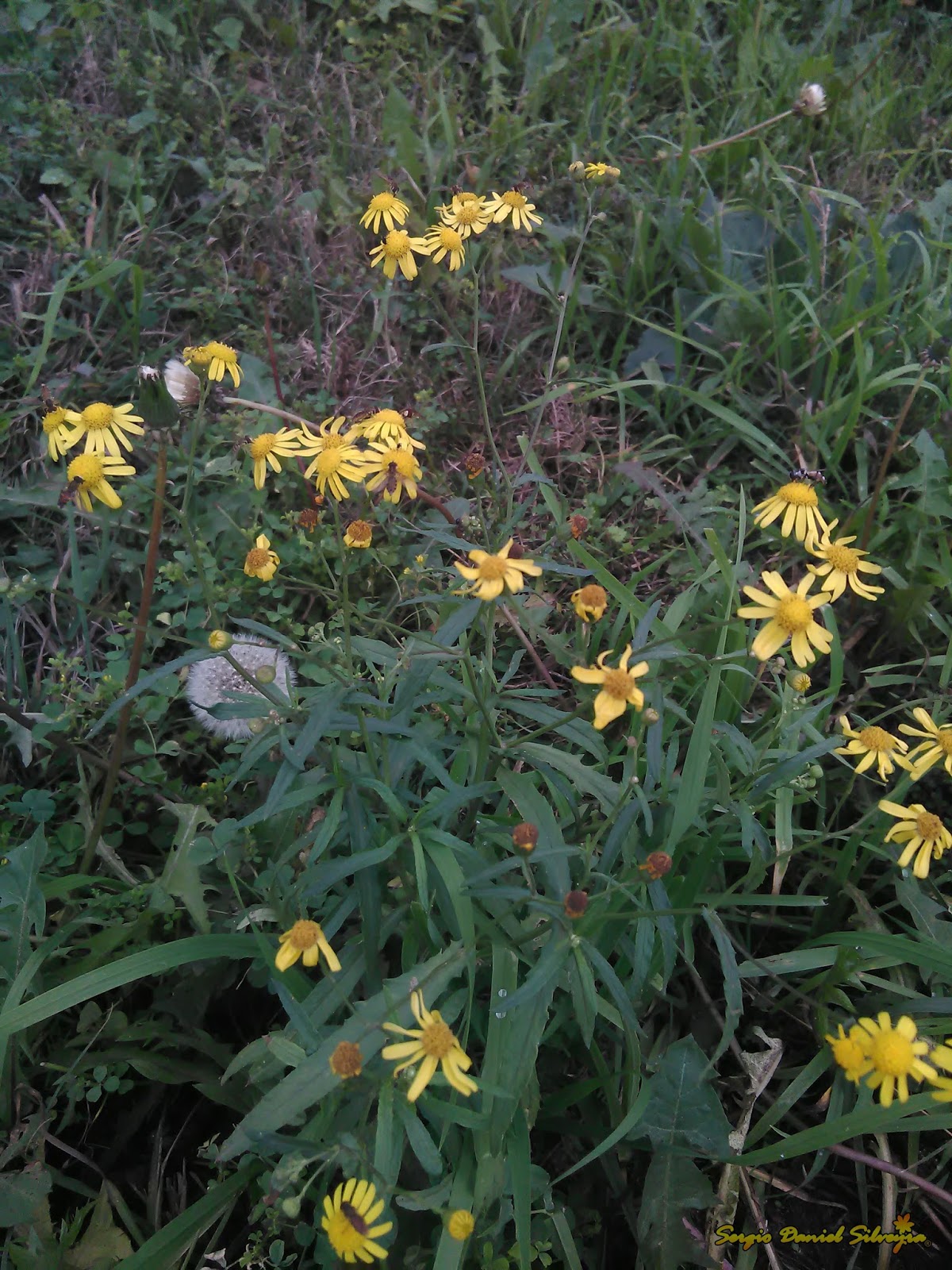 Flora Nativa de Entre Ríos