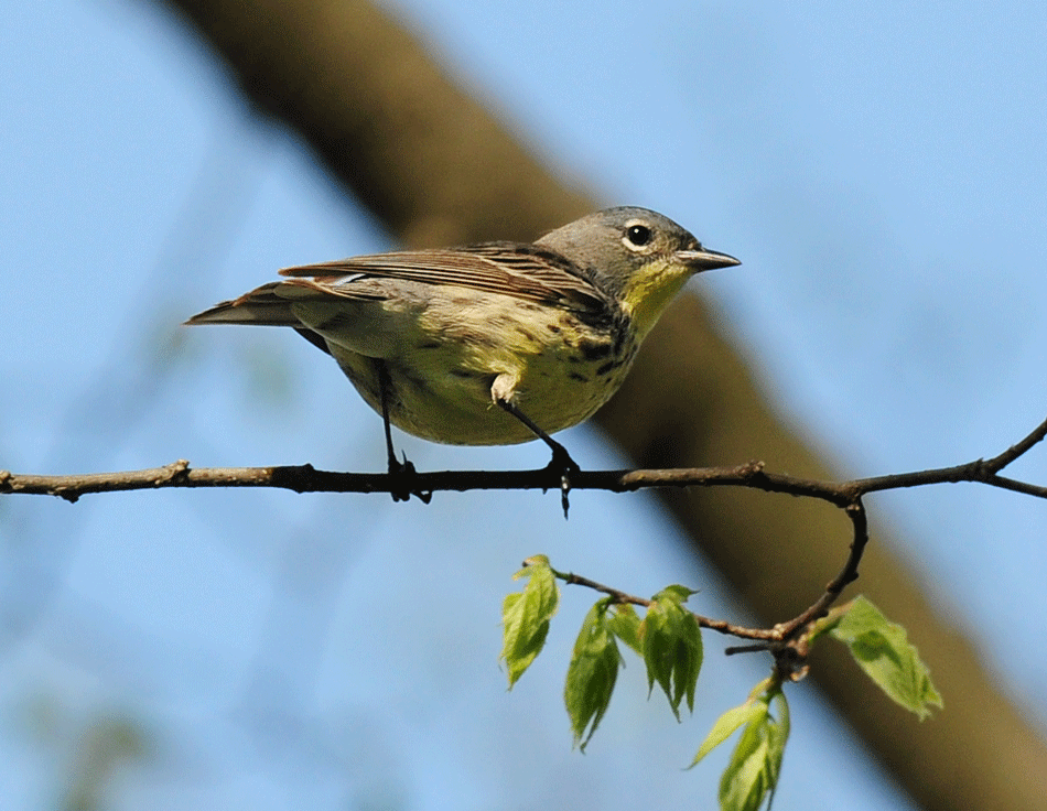ZOOTHERA BIRDING BLOG: The Day of the Kirtland's