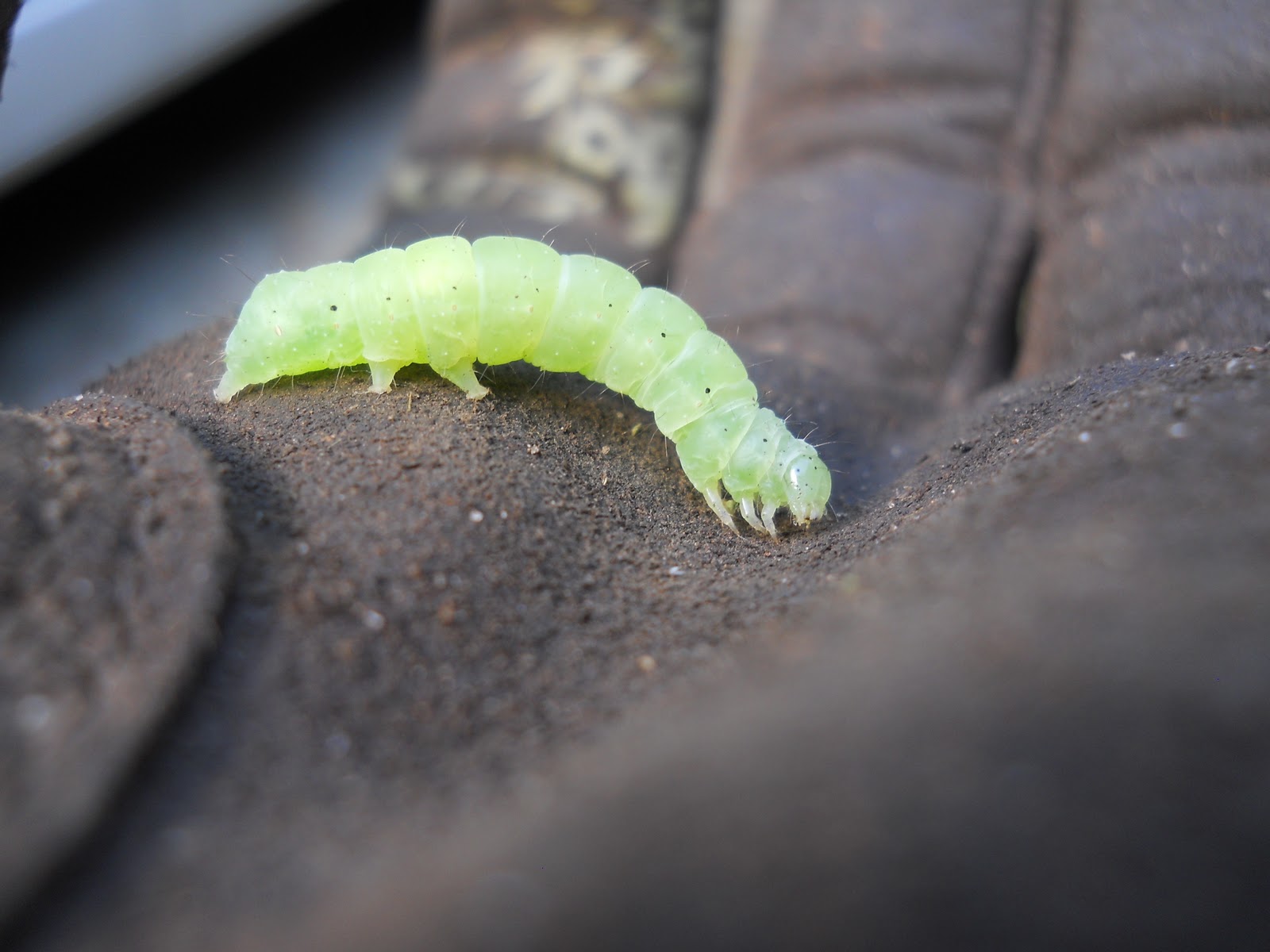 Sue's in the Garden Growing the Groceries: Another Type of Cabbage Worm ...