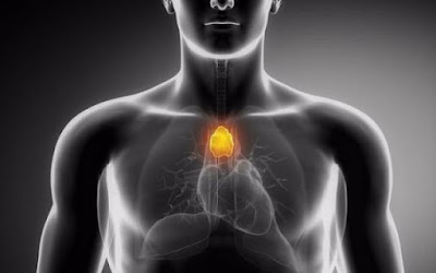 GLÂNDULA TIMO : A CHAVE DA IMUNIDADE E DA ENERGIA VITAL