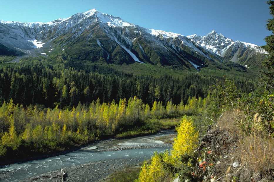 Naturaleza y Voluntariado Ambiental: El bosque boreal ofrece ...