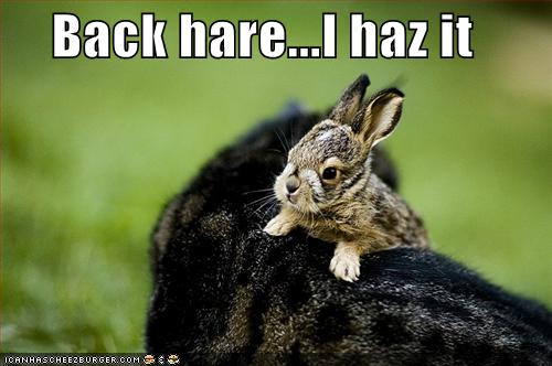 Funny hare |Funny Animal