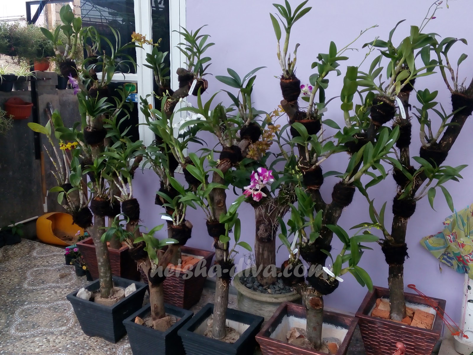 24+ Gambar Anggrek Di Pohon - Gambar Bunga Indah