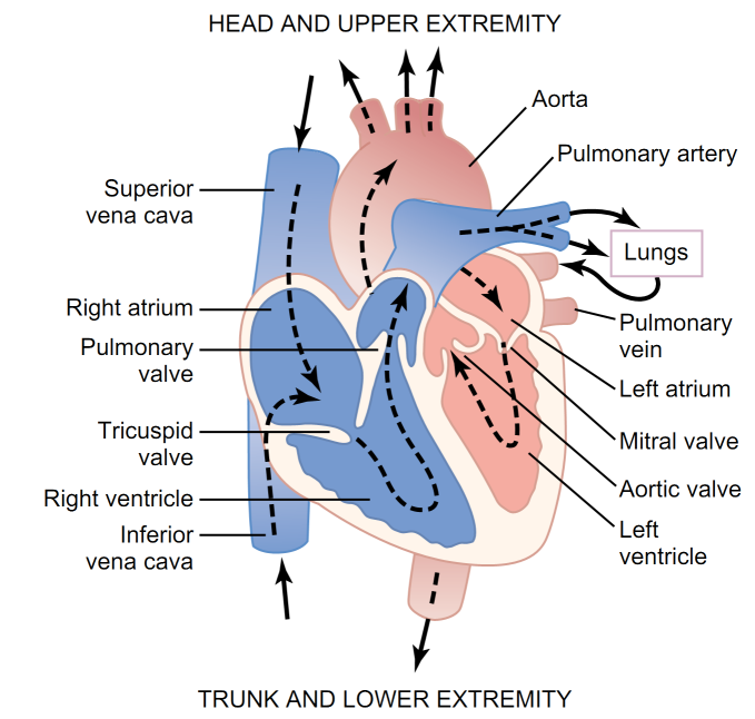 Biochemistry Class notes: Cardiac Anatomy: Basic