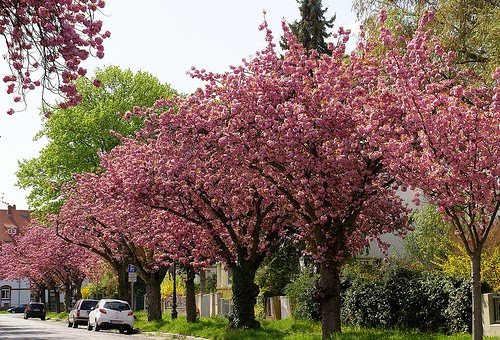 PRUNUS 'KANZAN' |The Garden of Eaden
