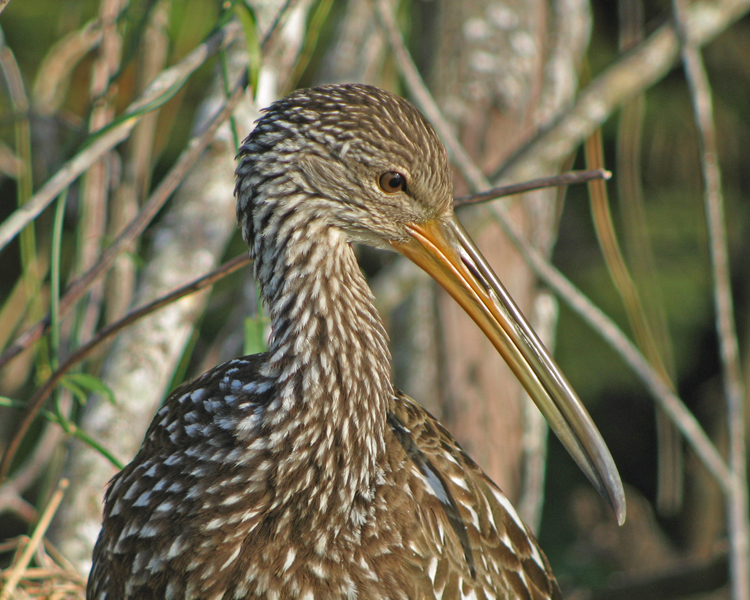 Jennifer Tetlow - Stone Sculpture Journal: Bird with an arched neck