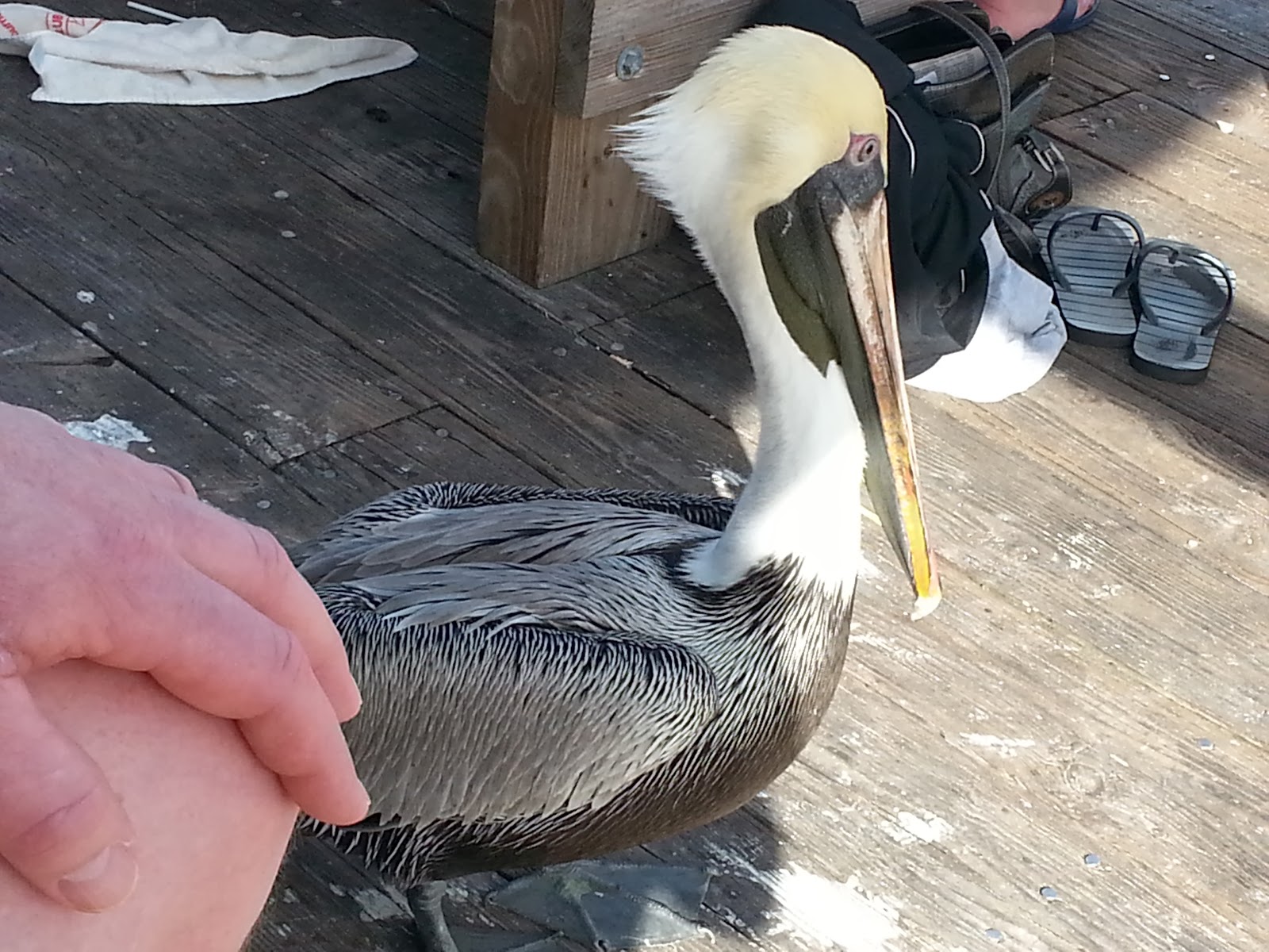 The Walking Stick: Cocoa Beach, Florida