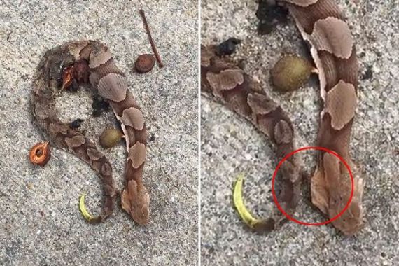 Dead snake keeps wriggling - and the reason why is truly horrific (photos)