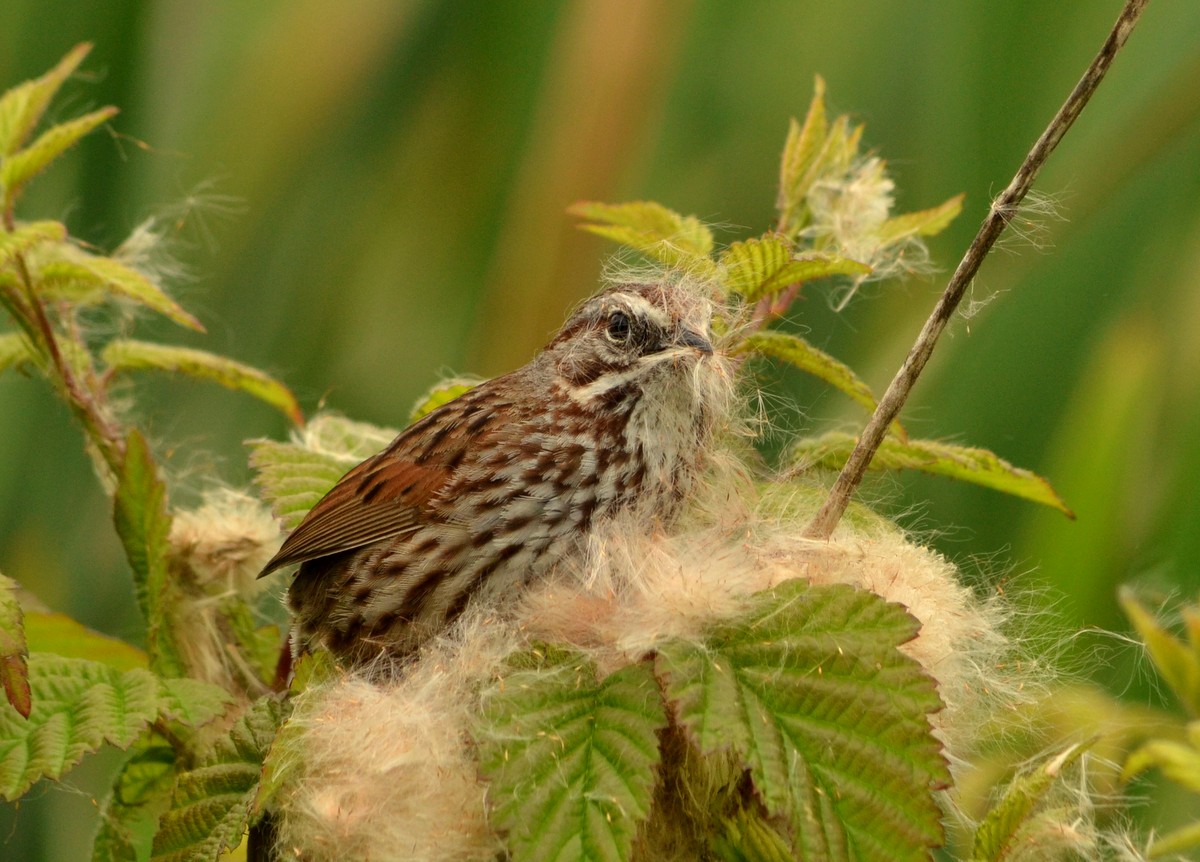 Woods Walks and Wildlife: A Busy Raven and More at the Marsh