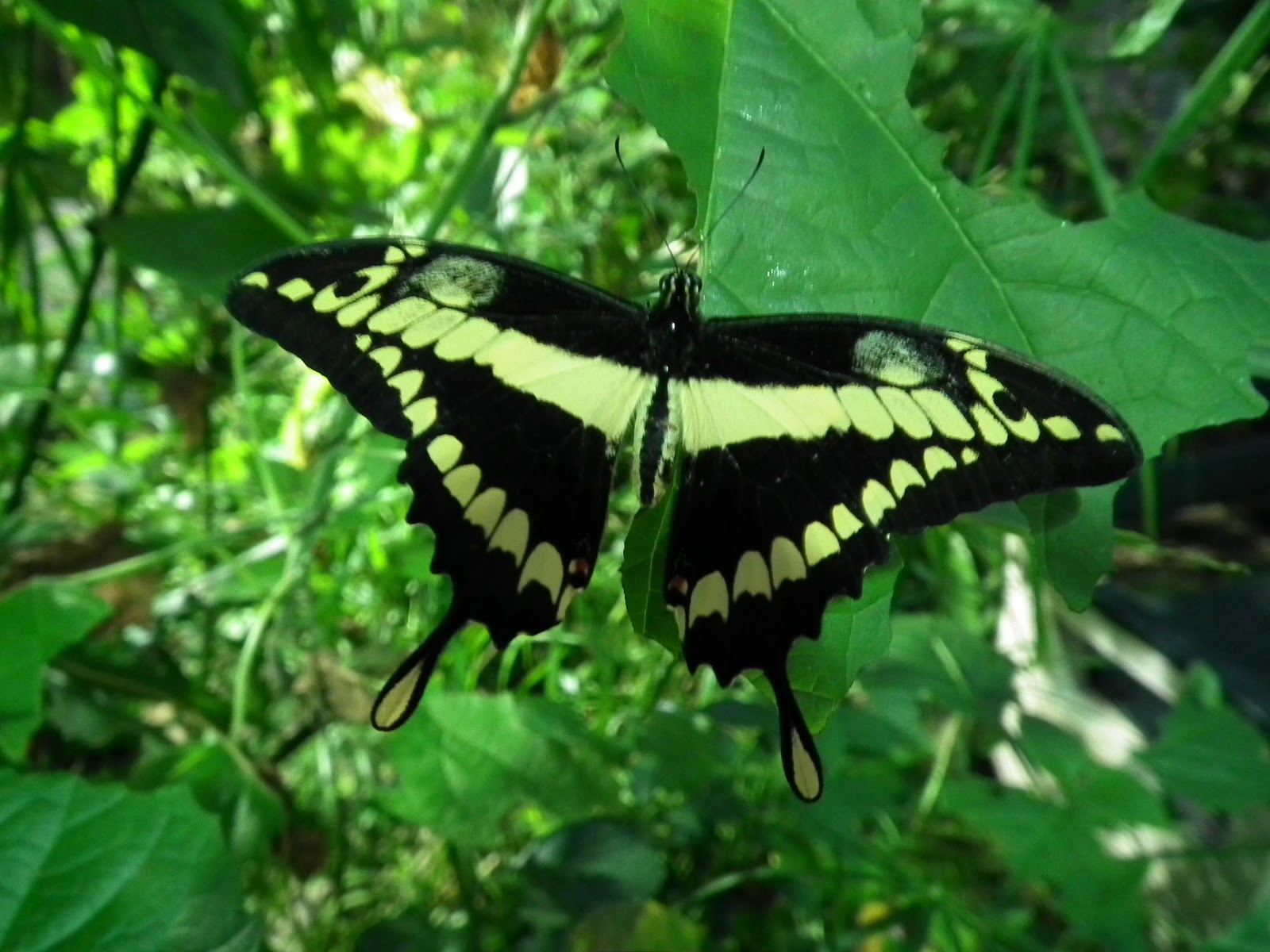 B's Photos: Butterfly World Edinburgh