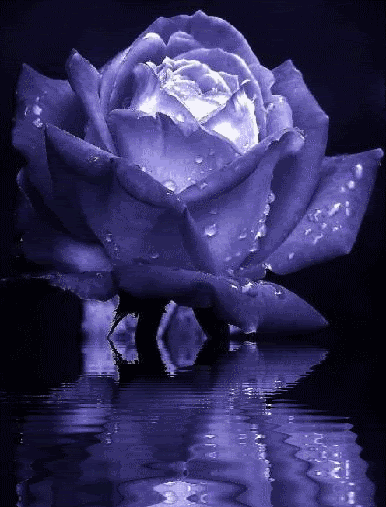 Animated Purple Roses