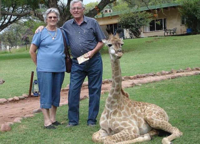 Funny Cool Pictures: Pet Giraffe from South Africa