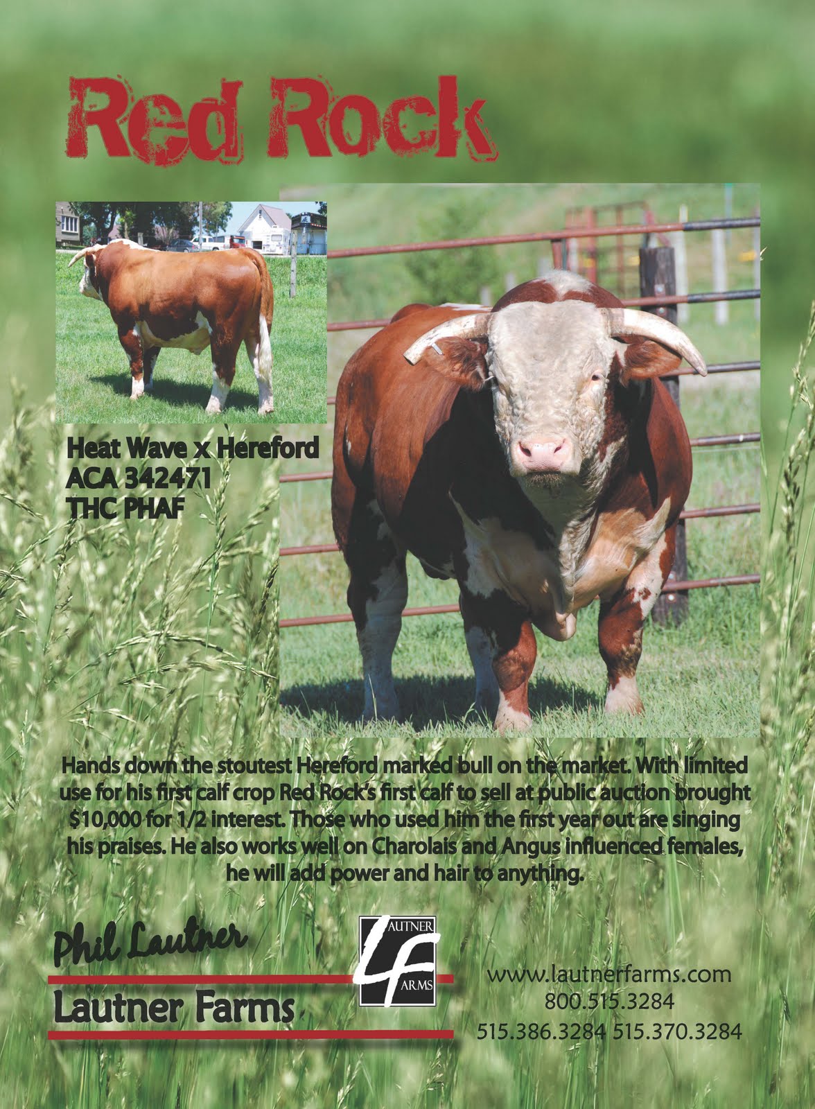 Lautner Farms: Red Rock - Handsdown the stoutest Hereford marked bull ...