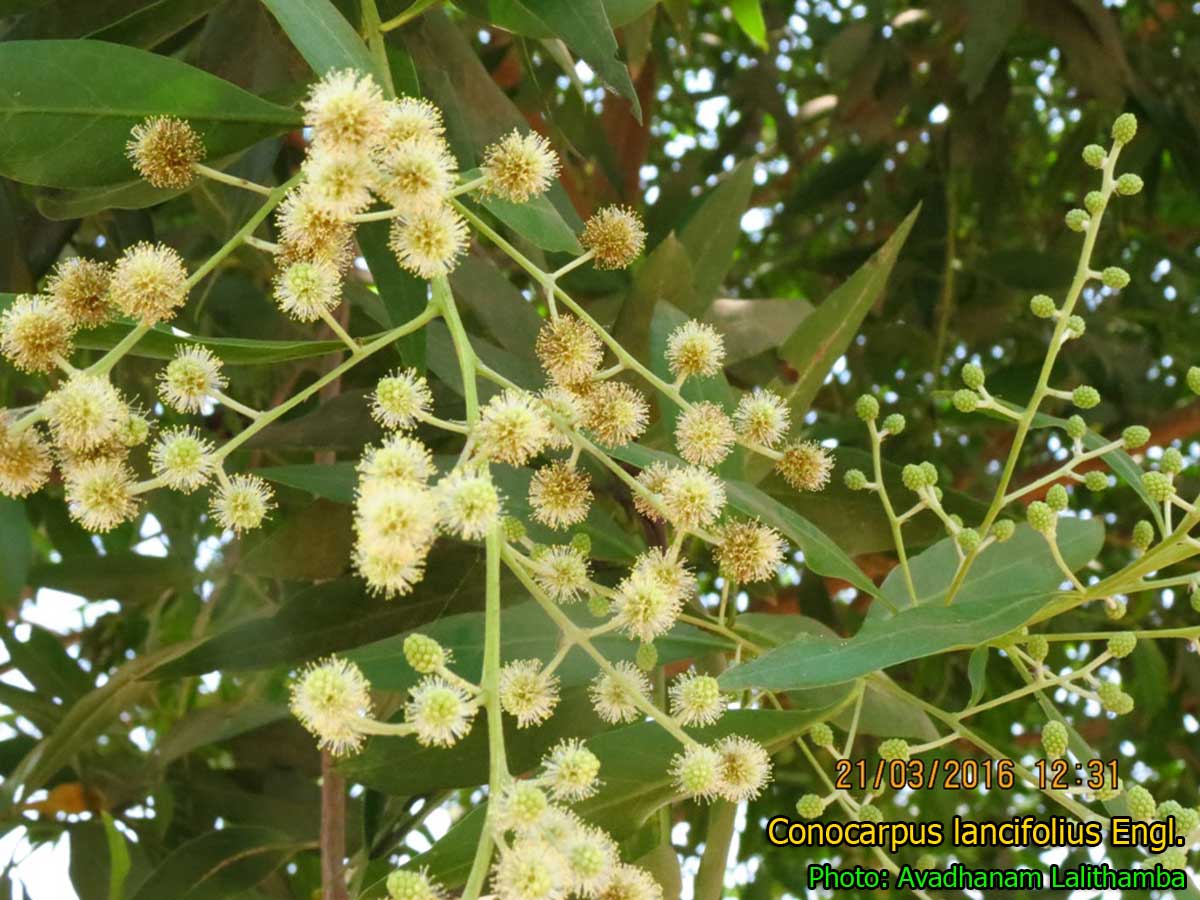 Medicinal Plants: Conocarpus lancifolius